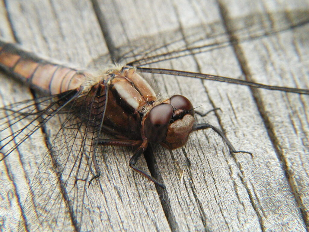 Anatomie d'un insecte : découvrez les différentes parties essentielles ...
