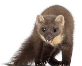 Comment se débarrasser efficacement du bruit causé par les fouines ...