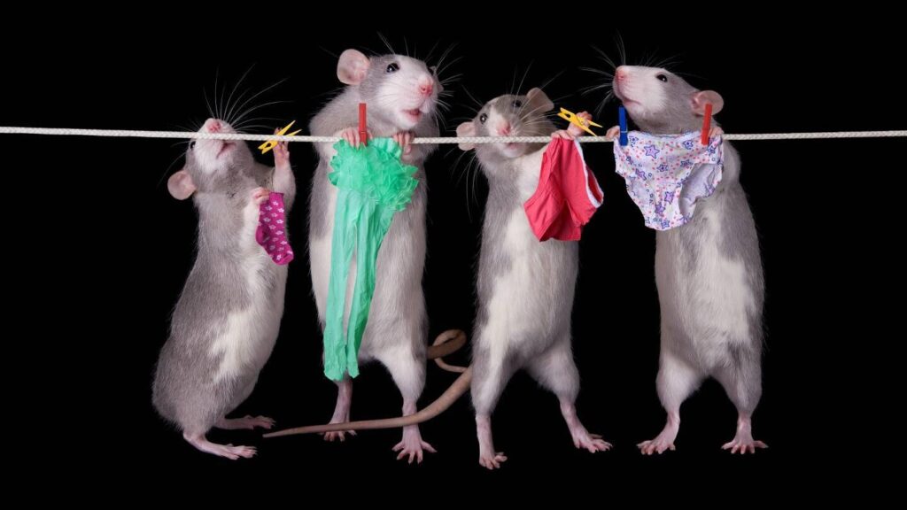 Contrôle commercial des rats: solutions efficaces pour éliminer les ...