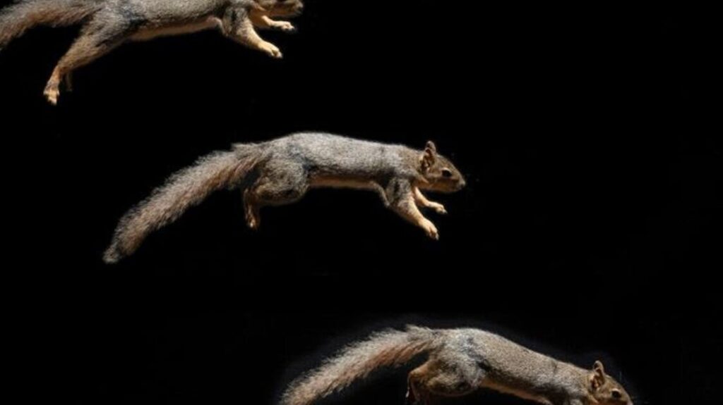 Découvrez des faits amusants sur les écureuils : divertissement garanti ...