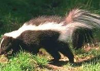 Effet de l'urine humaine sur les mouffettes : repousse ou pas ...