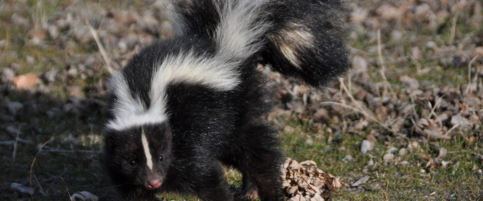 Élimination des mouffettes : conseils et méthodes efficaces » Nuisibles ...
