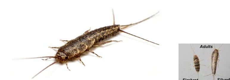 Firebrat : Tout savoir sur ce nuisible et comment s'en débarrasser ...