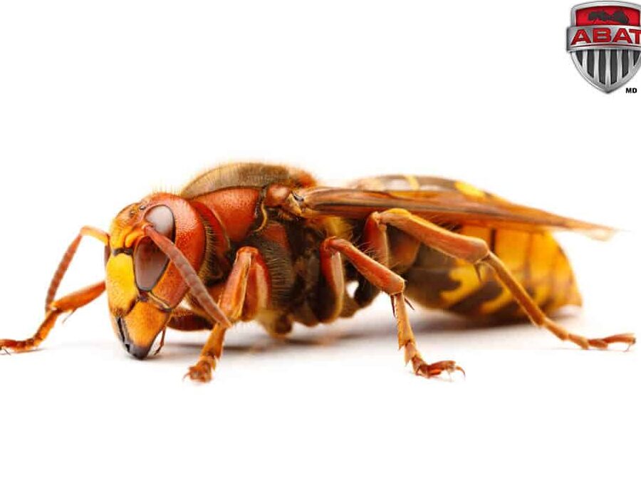 Les avantages du venin de guêpe : puissant remède aux propriétés ...