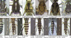Guide complet des types de moustiques: Identification et prévention ...