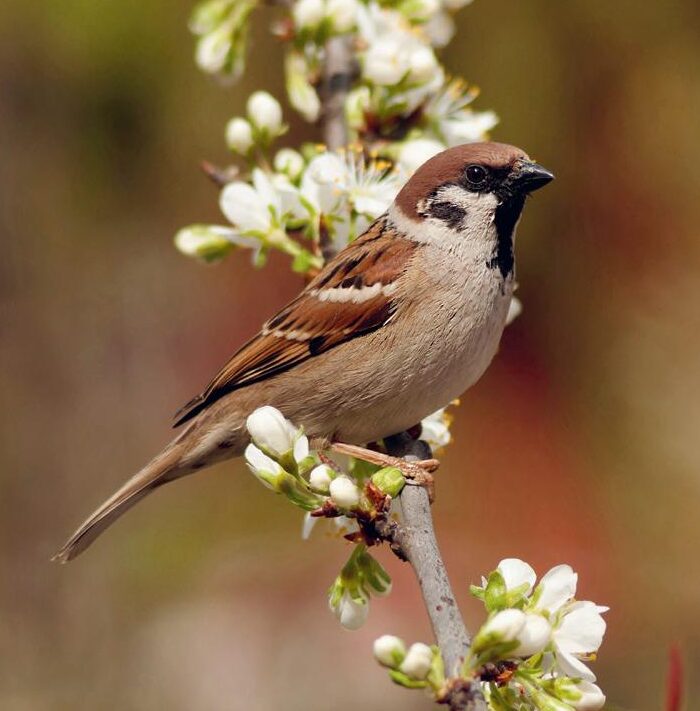 Guide complet: Que mangent les moineaux et comment les attirer dans ...