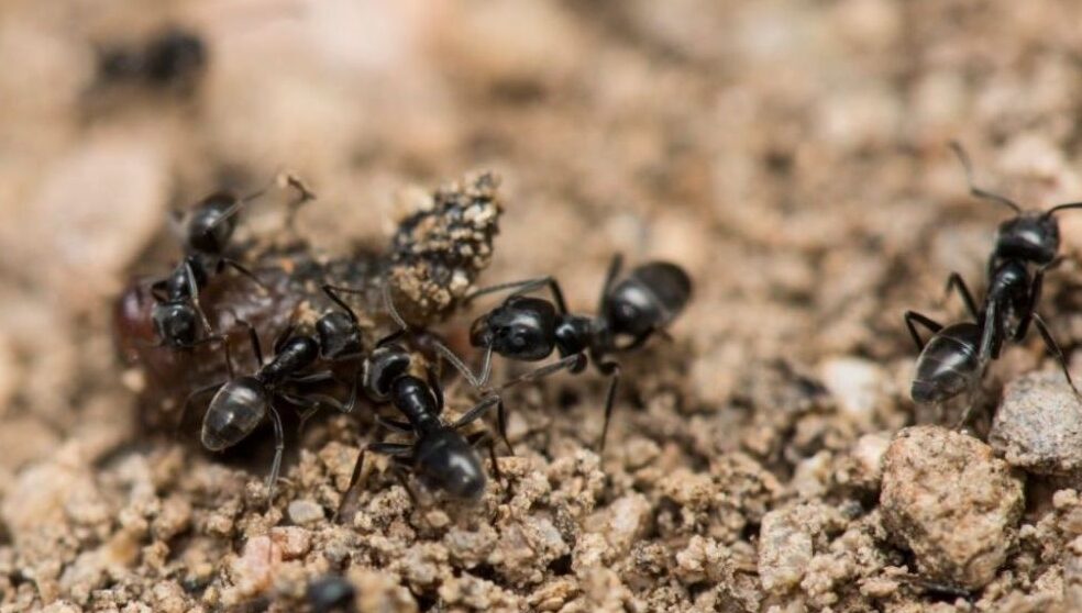 Guide de la taille des fourmis de feu: Mesures et informations ...