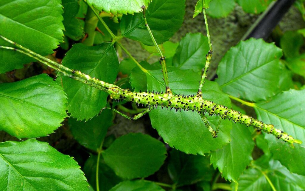 Insecte feuille : Découvrez cette étonnante espèce camouflée ...