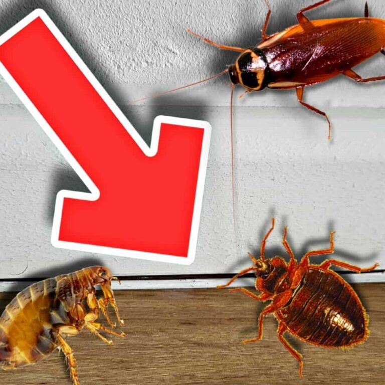 Insecte noir maison : comment les éliminer efficacement » Nuisibles Expert