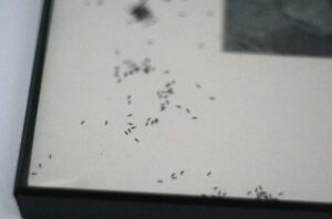 Insectes noirs dans la maison : comment s'en débarrasser ? » Nuisibles ...