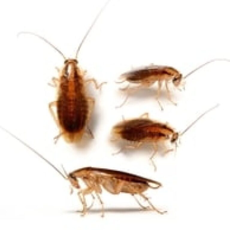 Insectes sortant du drainage : comment les éliminer efficacement ...