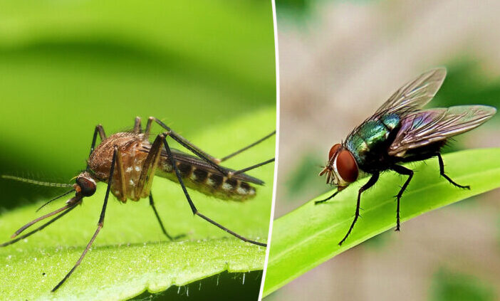 Guide des différentes mouches : Découvrez les espèces les plus communes ...