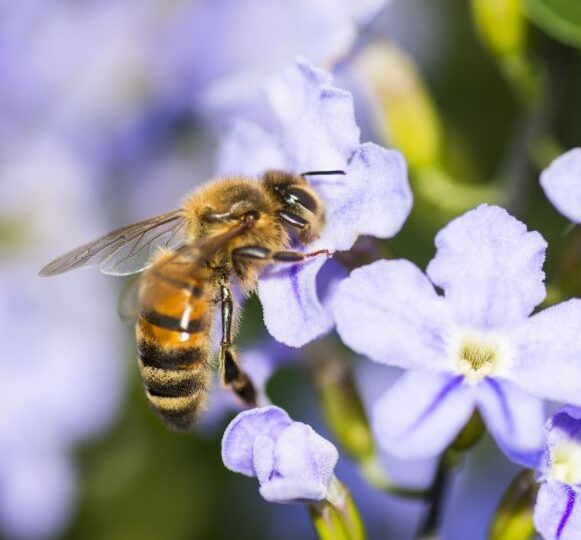 Les avantages du venin de guêpe : puissant remède aux propriétés ...