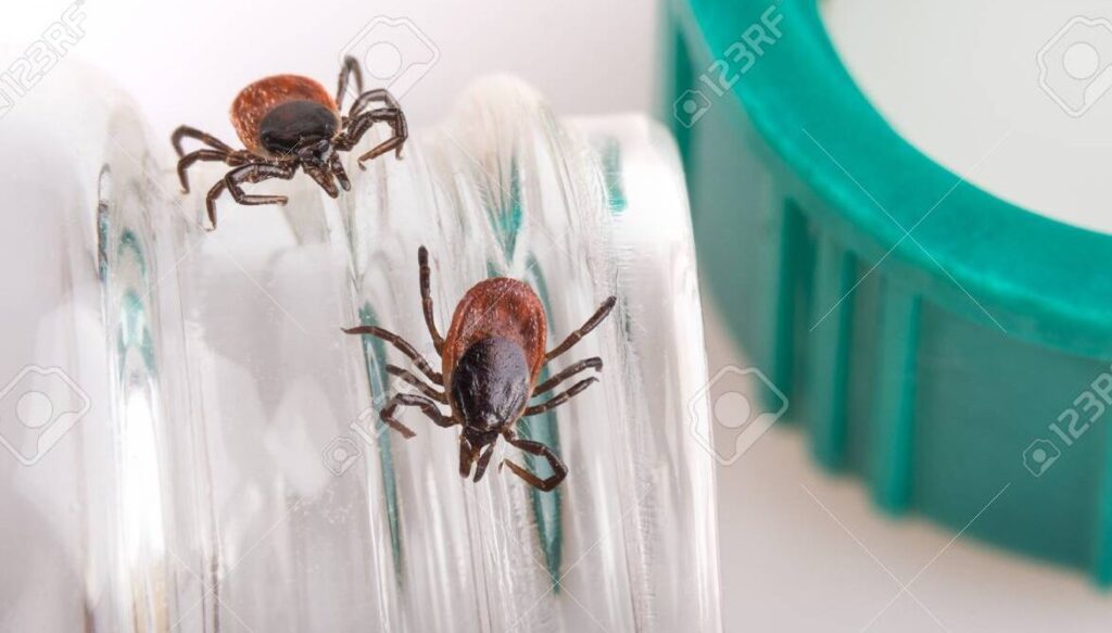 Les meilleures photos de tiques : découvrez les parasites en détail ...