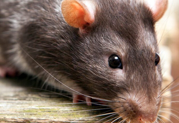 Lutte antiparasitaire en Arizona: Le meilleur choix pour éliminer les ...