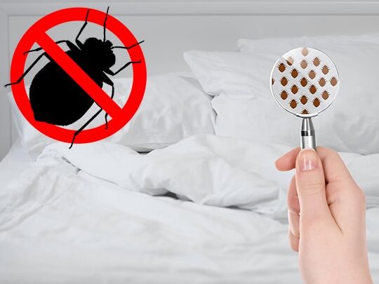 Lutte efficace contre les poux et punaises de lit : conseils et ...