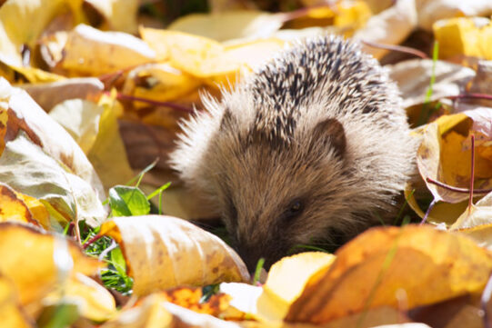 Lutter contre les trous dans la pelouse : conseils pour éloigner les ...