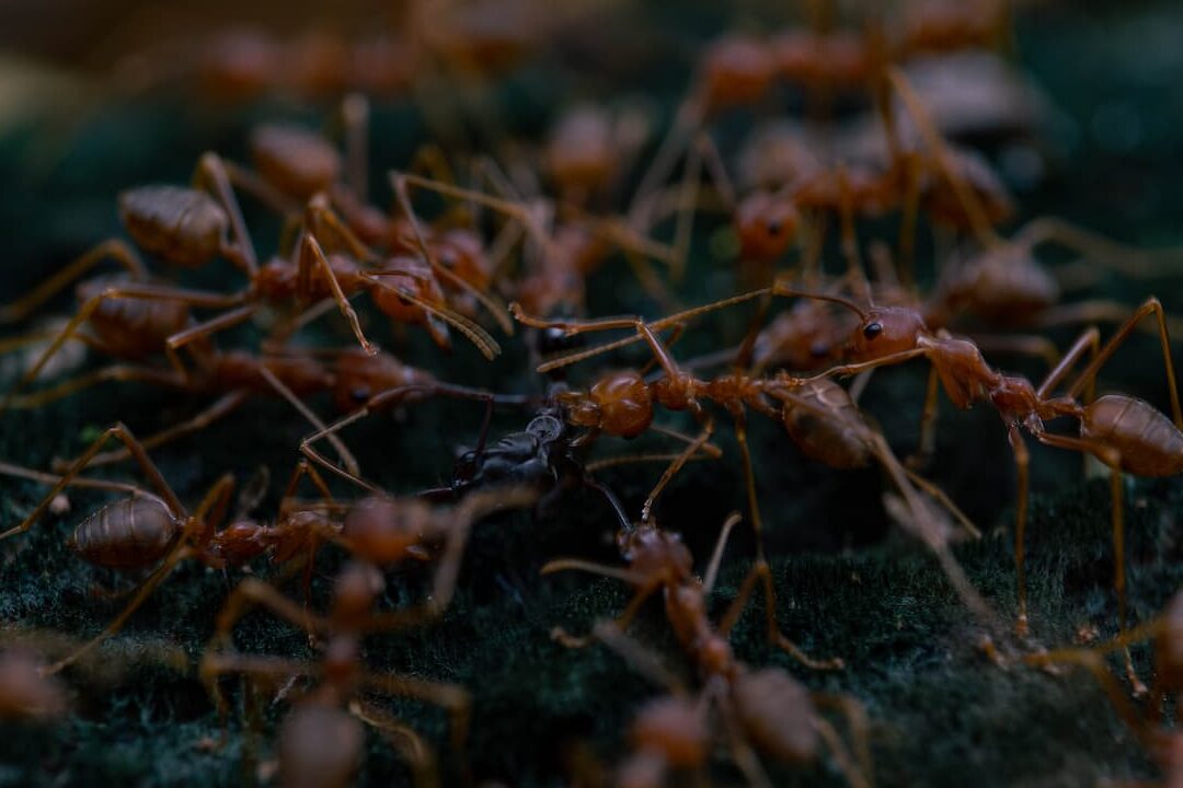 Mini Fourmi Rouge : Guide complet sur cet insecte nuisible » Nuisibles ...