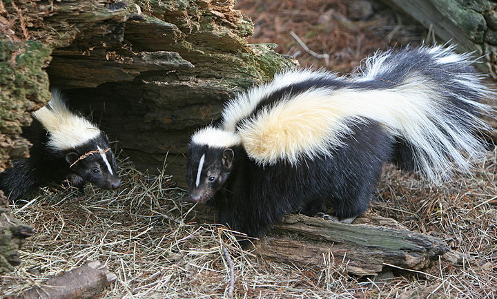 Guide efficace pour éliminer les mouffettes rapidement » Nuisibles Expert