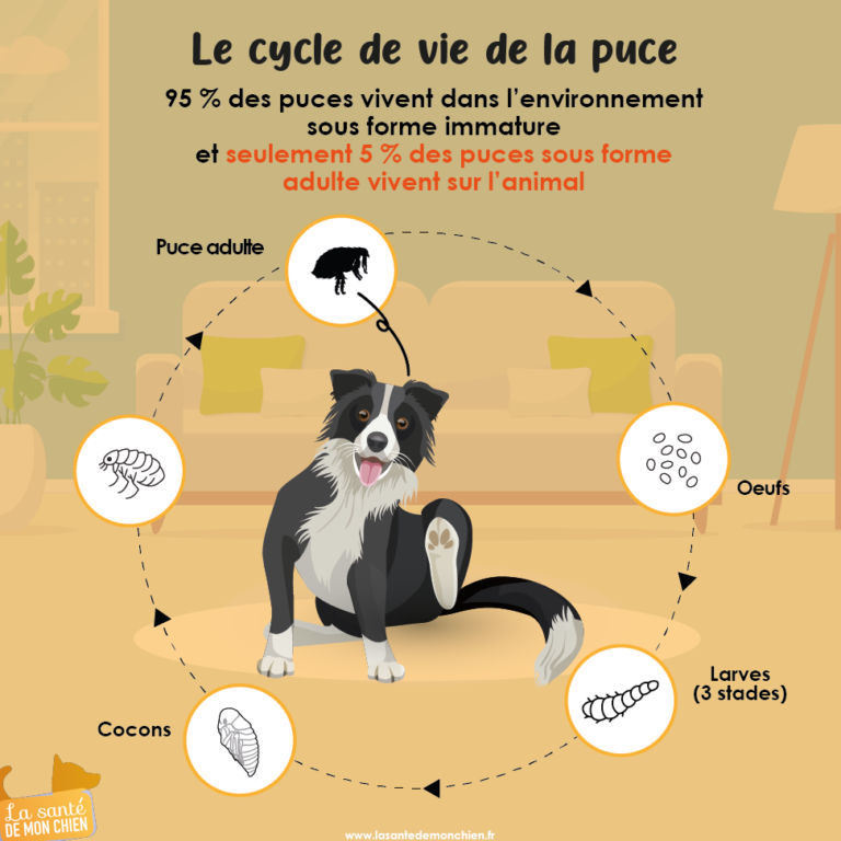 Œufs de puces : à quoi ils ressemblent et comment les reconnaître ...