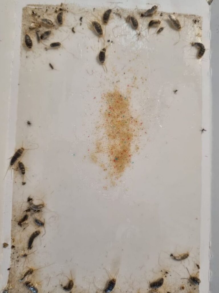 Poisson d'argent : comment s'en débarrasser efficacement ? » Nuisibles ...