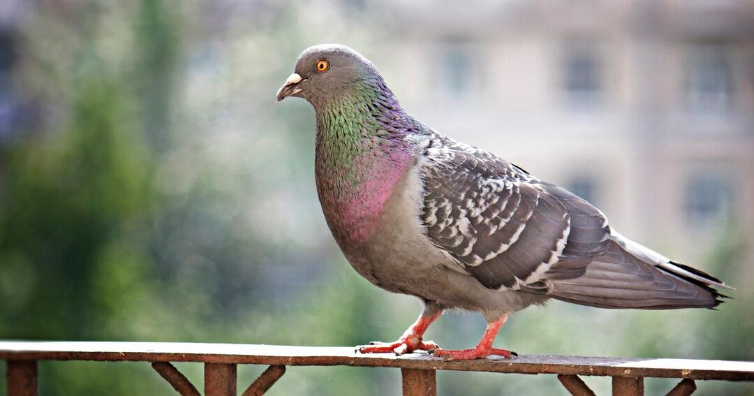 Réduire les bruits de pigeons : Solutions efficaces et pratiques ...