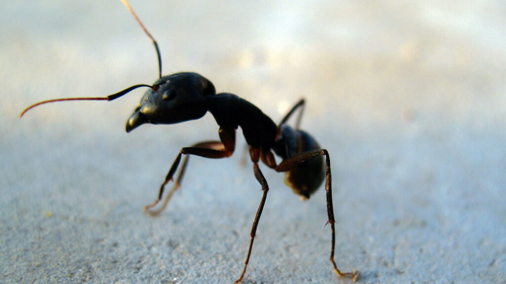 Reine de fourmi bleue : tout savoir sur cette espèce fascinante ...