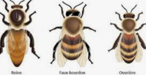 Reine des abeilles : caractéristiques et apparence » Nuisibles Expert