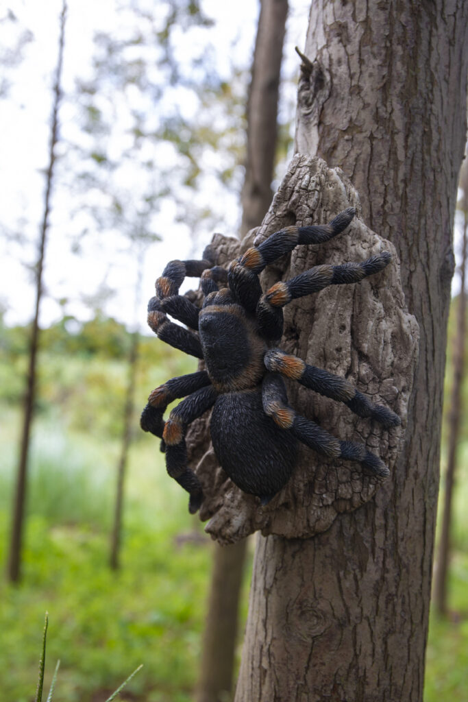 Tarentule noire brésilienne : guide des soins indispensables ...