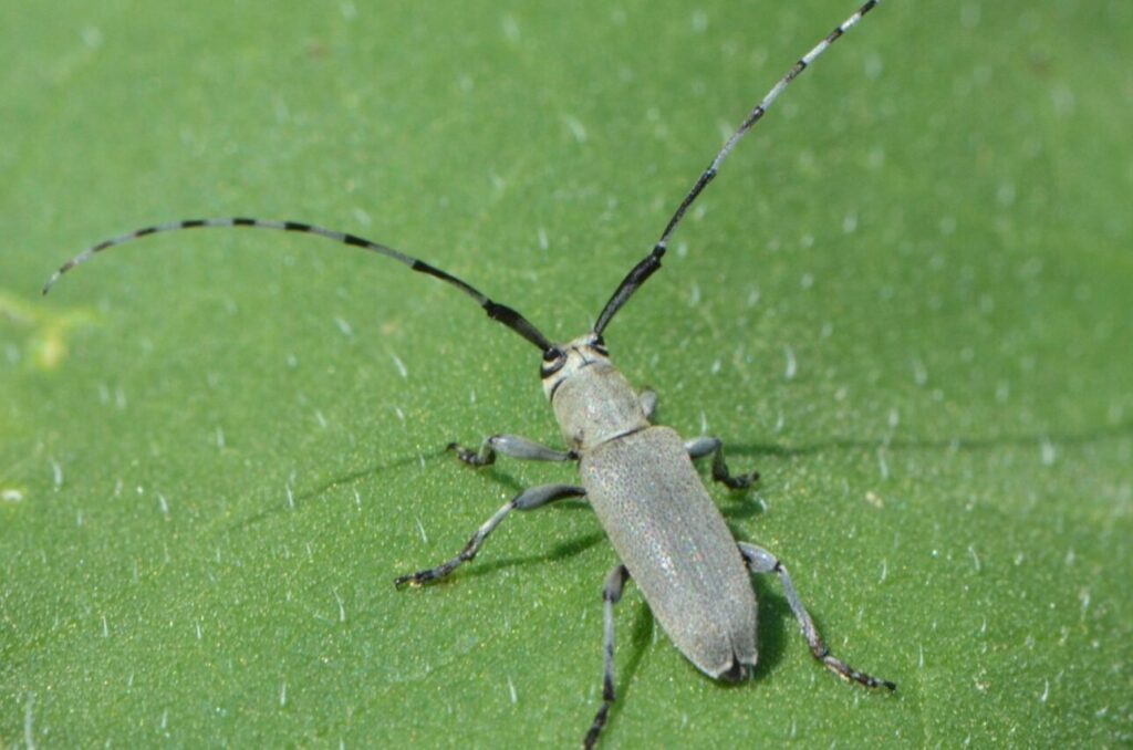 Texas Longhorn Beetle: A Guide to Identification and Control ...
