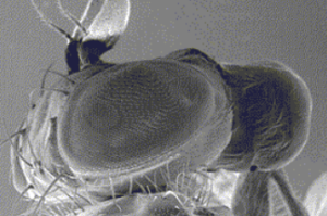 Vision des mouches : comprendre comment elles voient » Nuisibles Expert